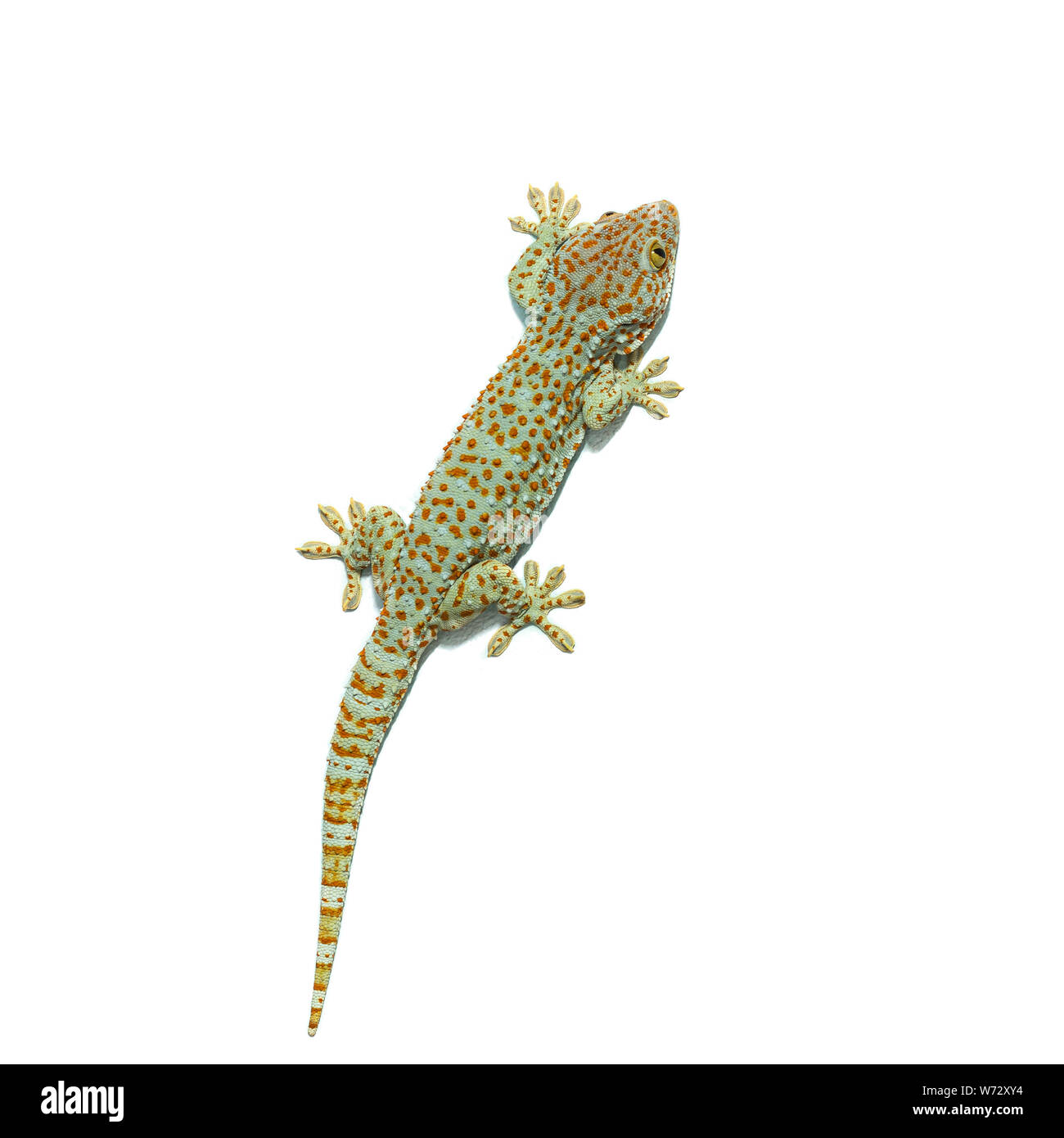 Big size gecko climbing on the wall and isolated on white background ...