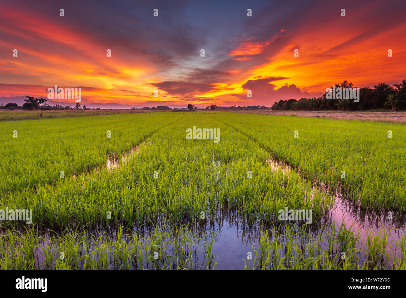 Panorama landscape of young green rice field and beautiful sky sunset ...