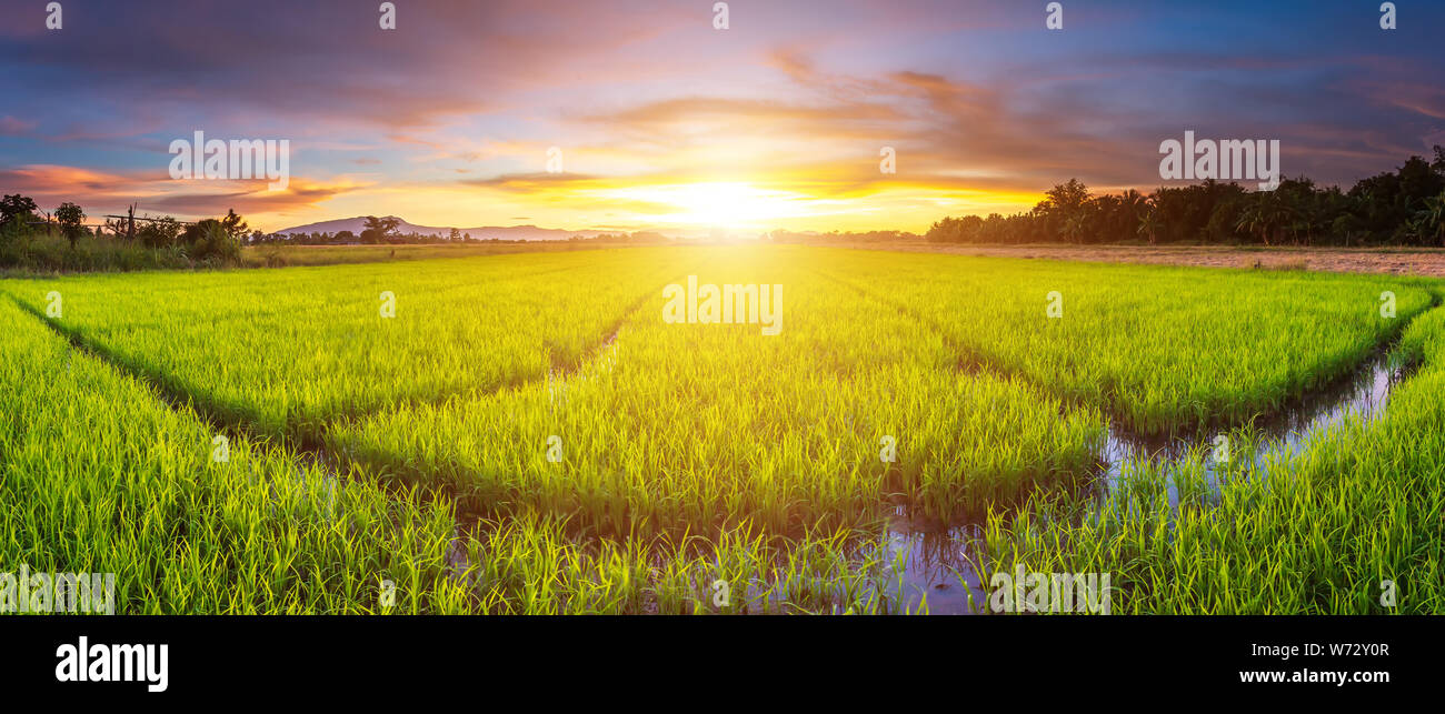 Panorama landscape of young green rice field and beautiful sky sunset ...