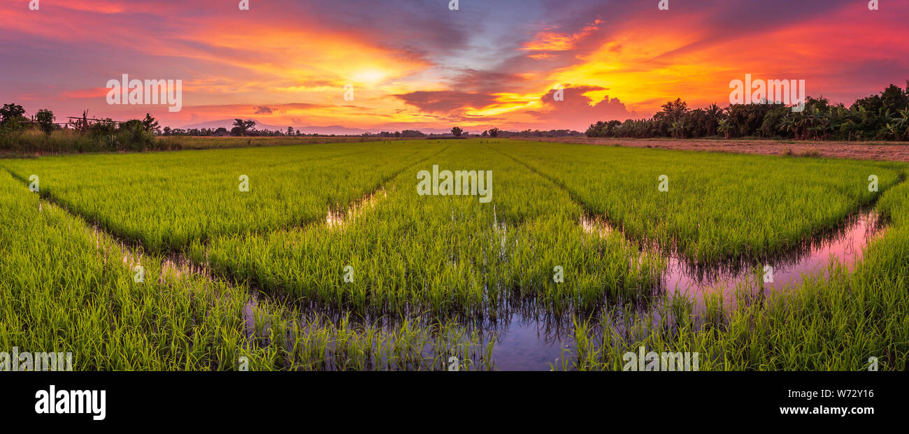 Panorama landscape of young green rice field and beautiful sky sunset ...