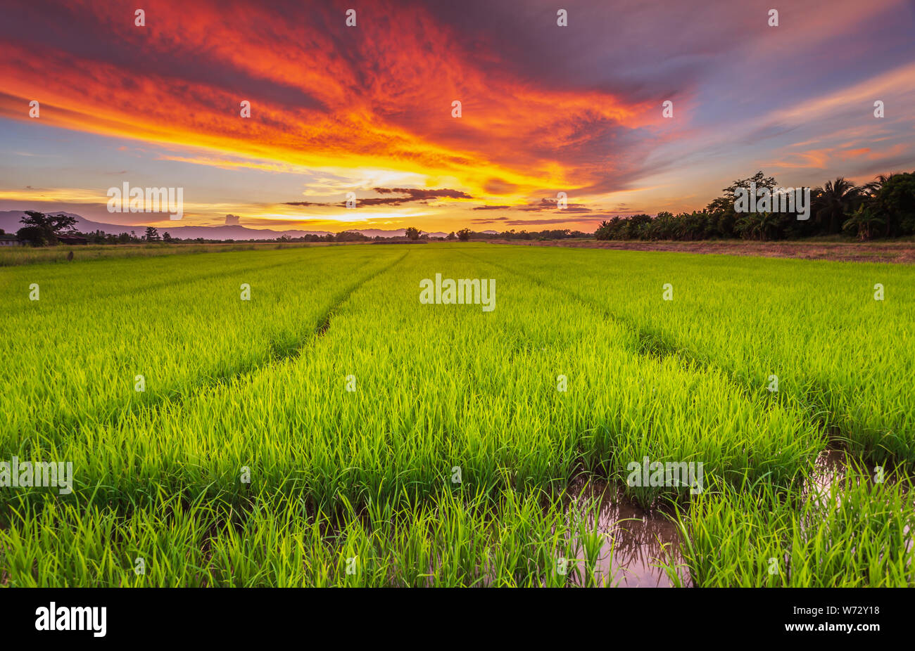 Panorama landscape of young green rice field and beautiful sky sunset ...