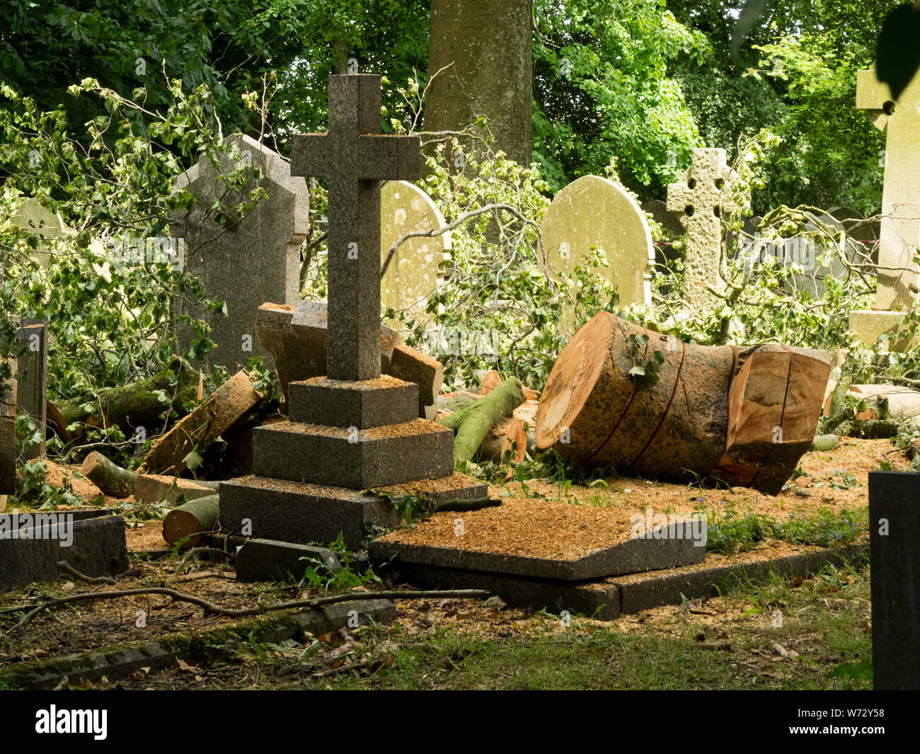 Trees chopped down in Church Yard at The Parish Church of Saint Peter ...