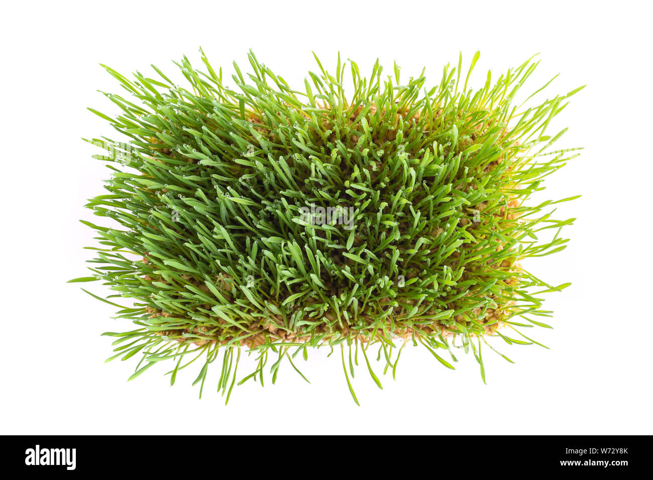 Young green Wheatgrass studio shot isolated on white background Stock ...