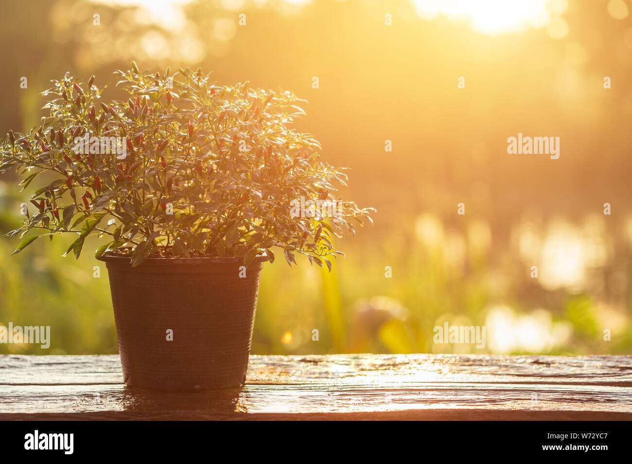 Small fresh Thai chilli tree in garden pot in garden at morning time ...