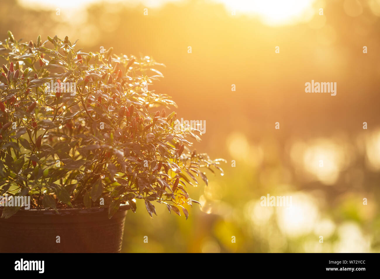 Small fresh Thai chilli tree in garden pot in garden at morning time ...