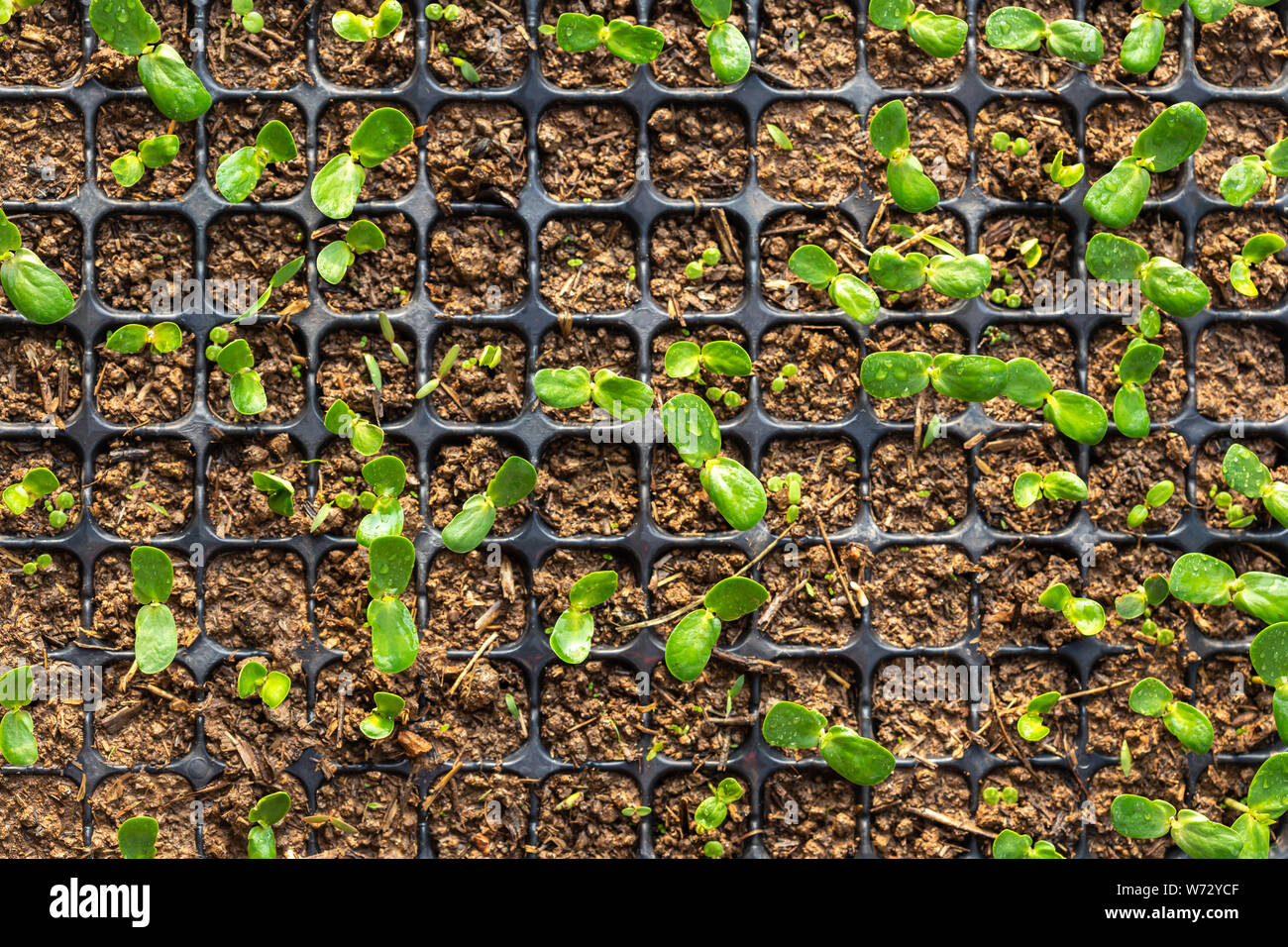 Plant growing in waste ground hi-res stock photography and images - Alamy