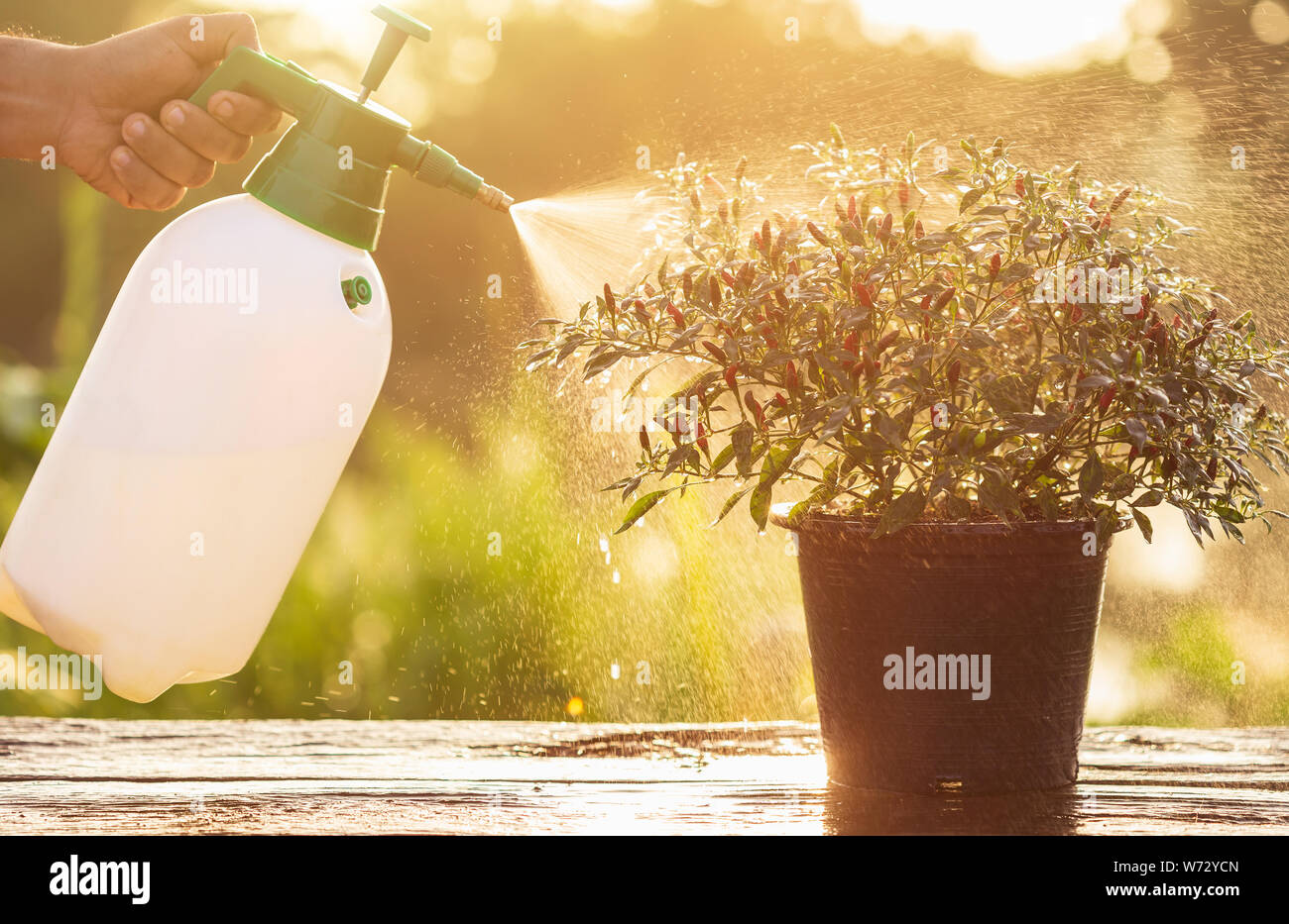 Hand holding watering can and spraying to young plant in garden at ...