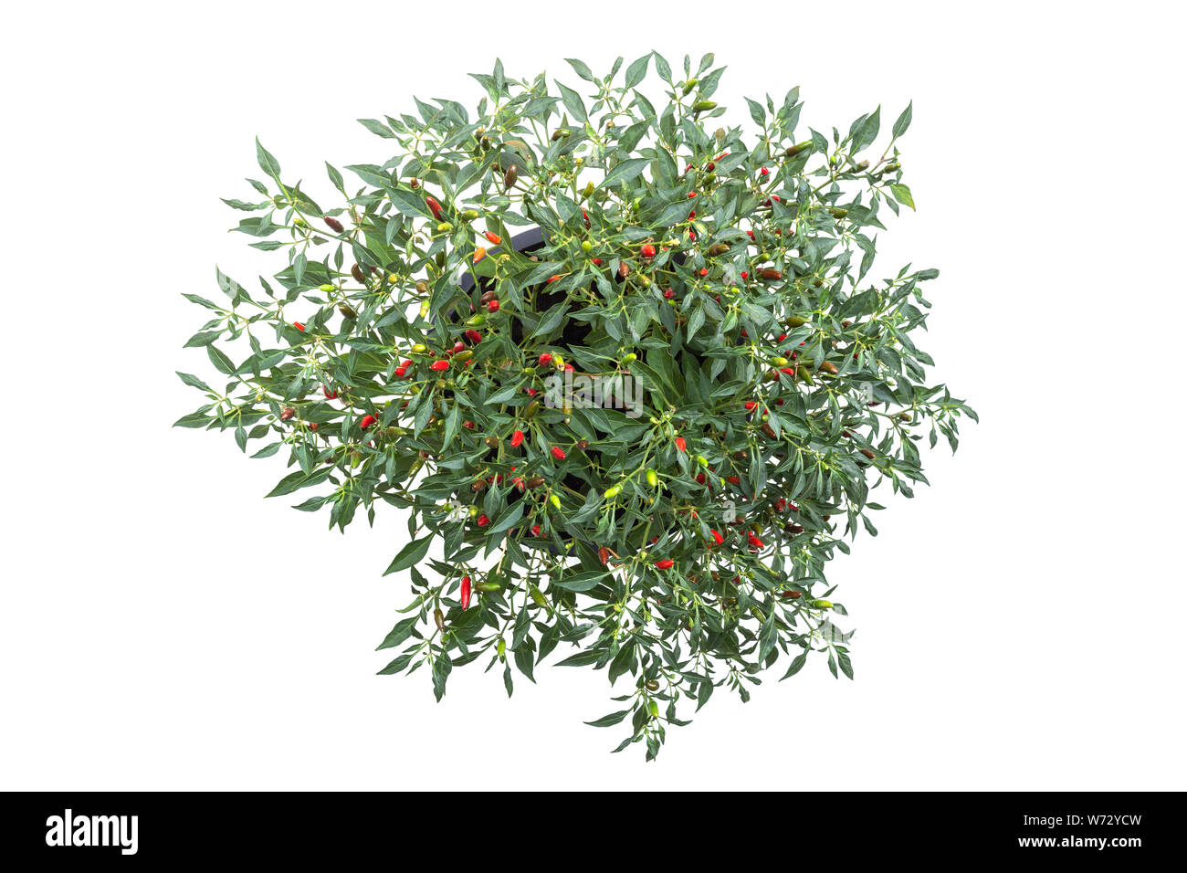 Top view young fresh Thai chilli tree in garden pot isolated on white ...