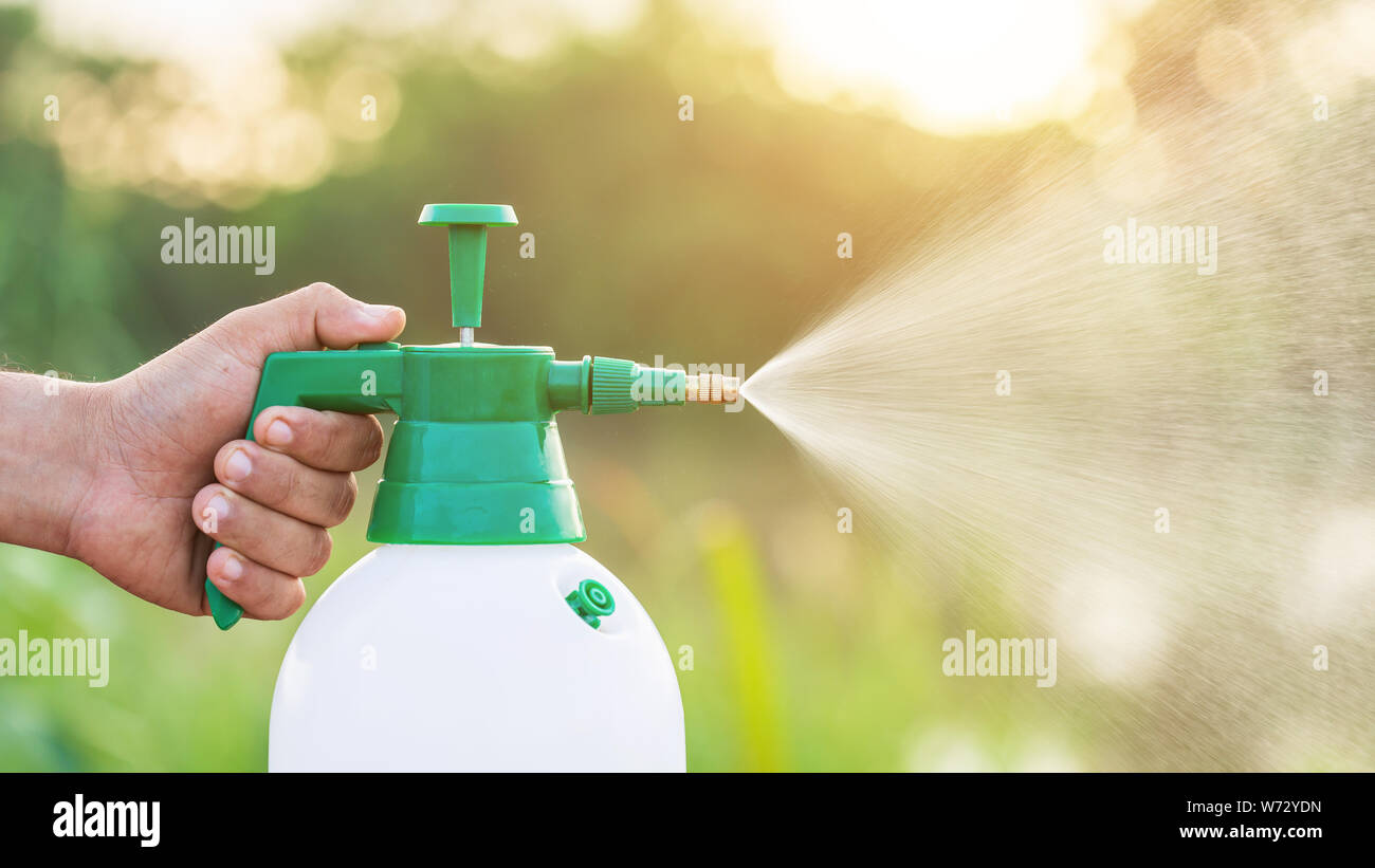 Hand holding watering can and spraying to young plant in garden at ...