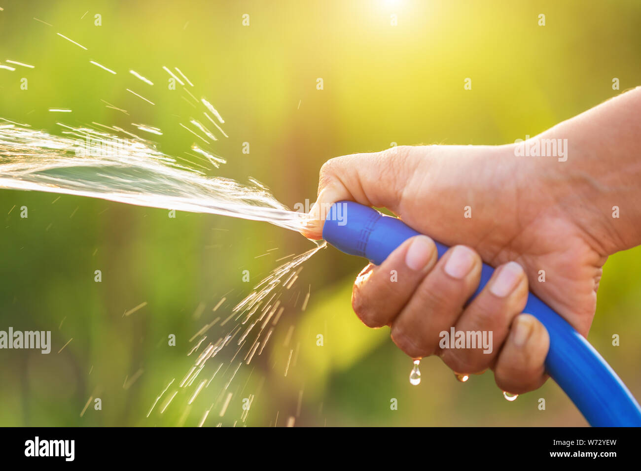 Hand holding blue water hose and watering to the plant in outdoor ...