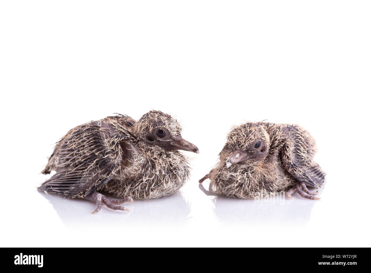 Beautiful white birds Cut Out Stock Images & Pictures - Alamy