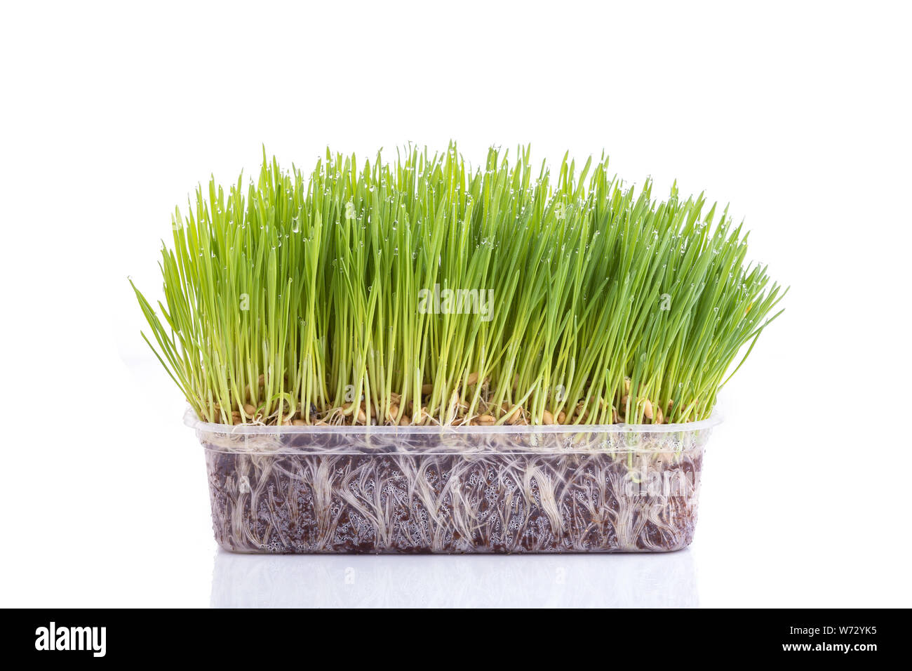 Wheatgrass hi-res stock photography and images - Alamy