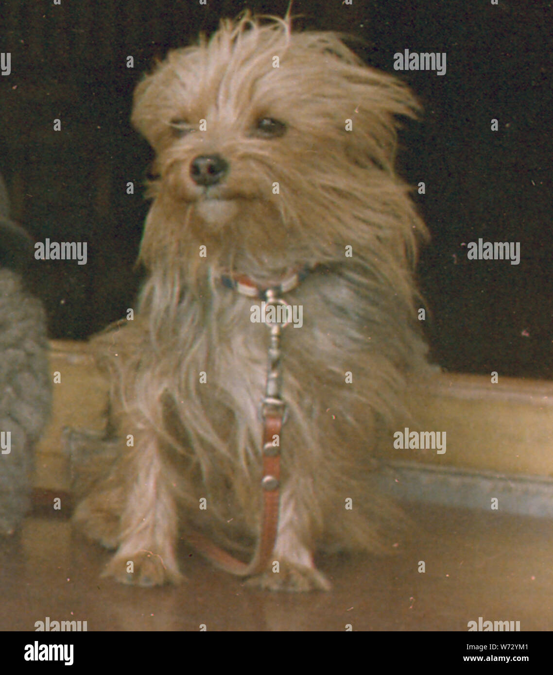 Richard M. Nixon's dogs looking out a window of the White House; Scope ...