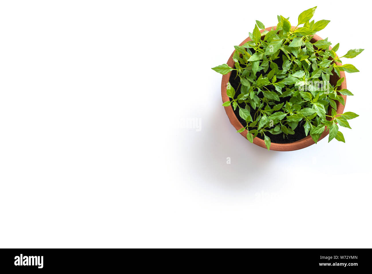Top view young fresh Thai chilli tree in garden pot isolated on white ...