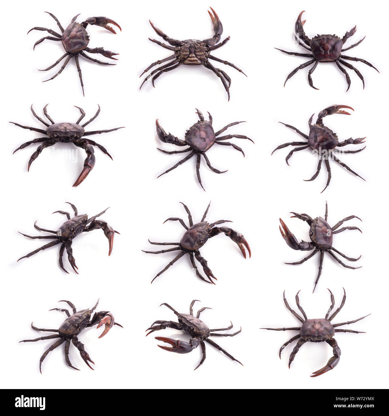 Set of several black crab isolated on white background Stock Photo - Alamy