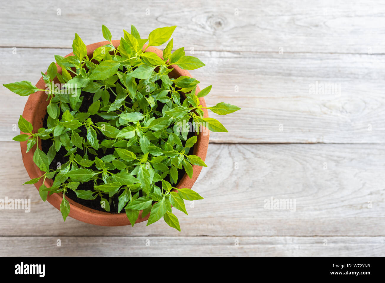 Top view young fresh Thai chilli tree in garden pot on wooden plank ...