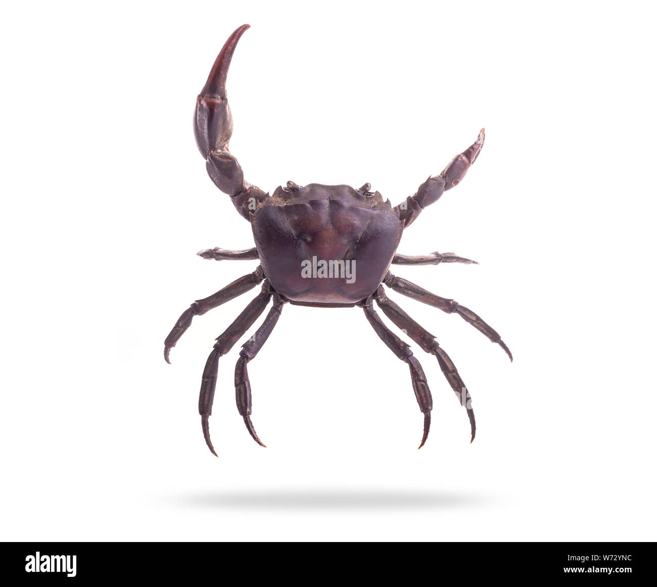 Set of several black crab isolated on white background Stock Photo - Alamy