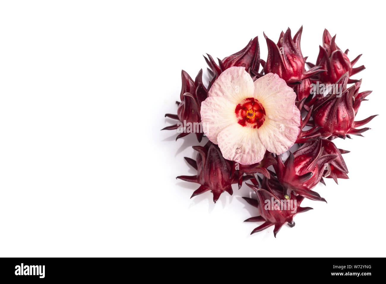 Close up fresh red Roselle studio shot isolated on white background ...