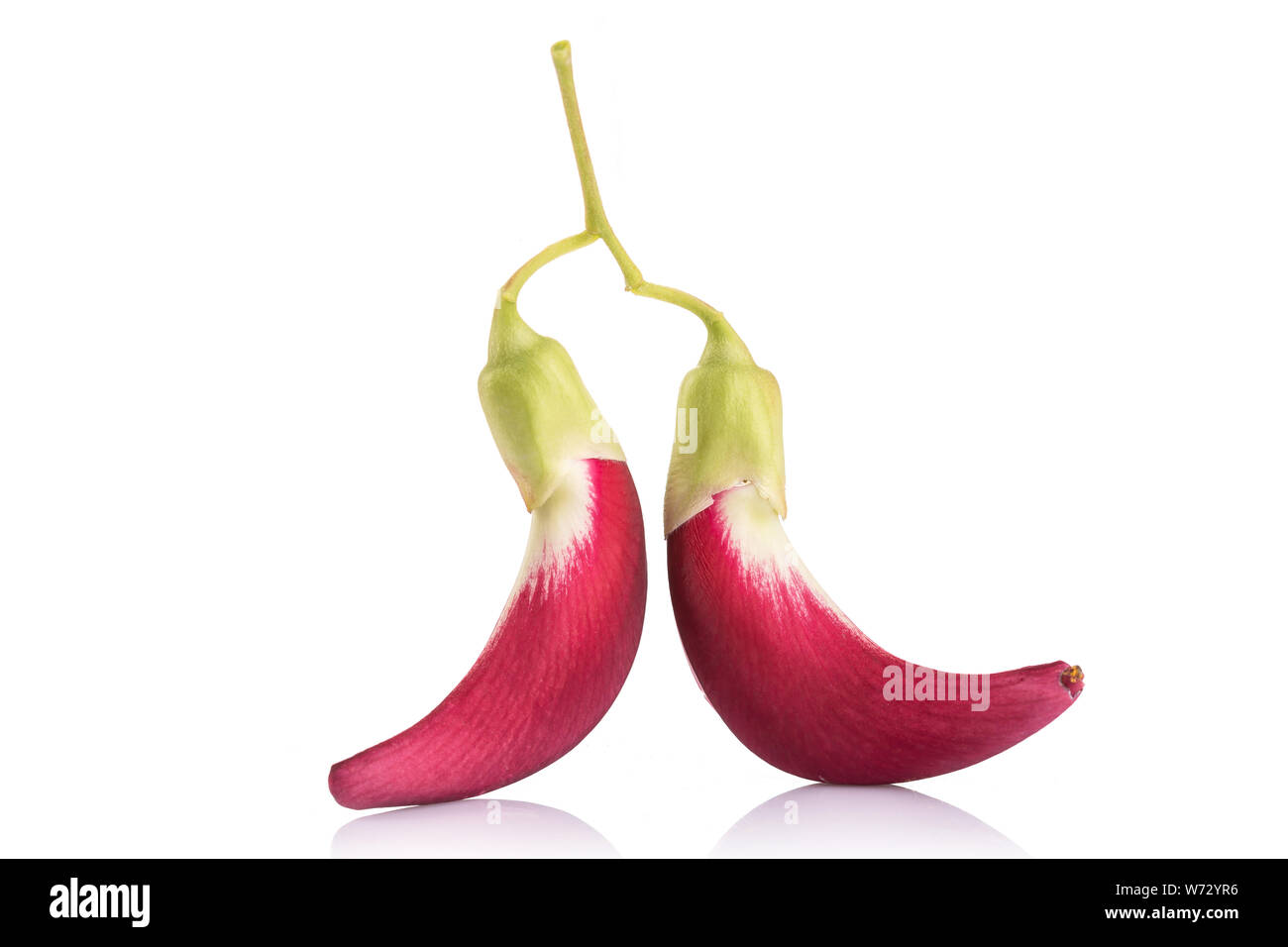 Red Agasta flower, Sesban or Vegetable humming bird isolated on white ...