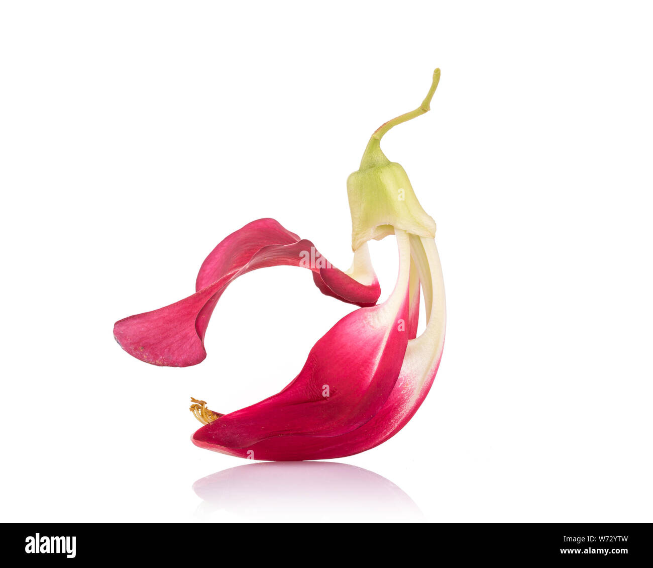 Red agasta flower hi-res stock photography and images - Alamy