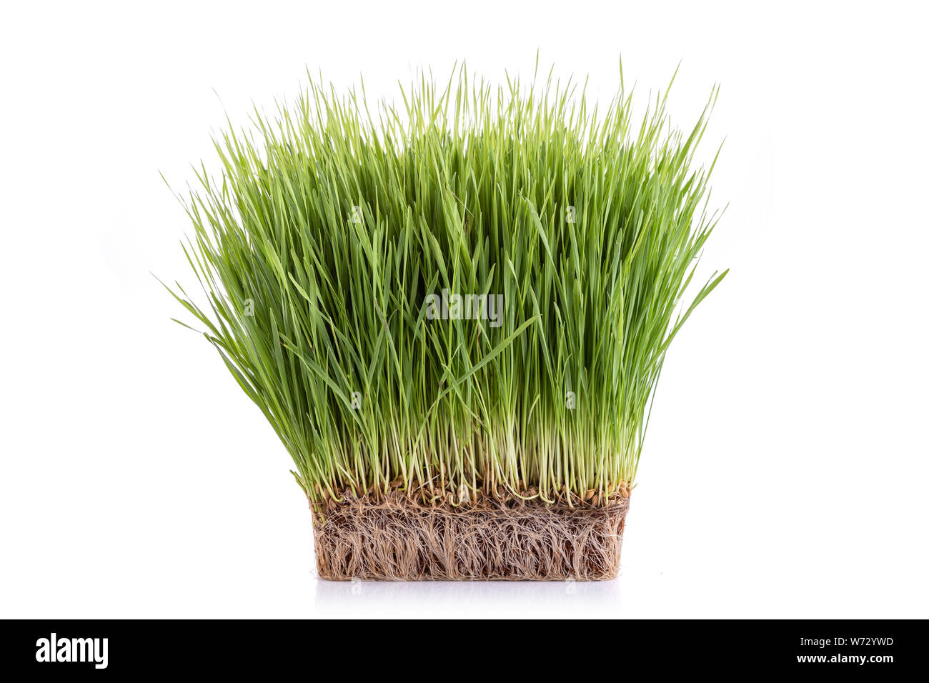 Young green Wheatgrass studio shot isolated on white background Stock ...