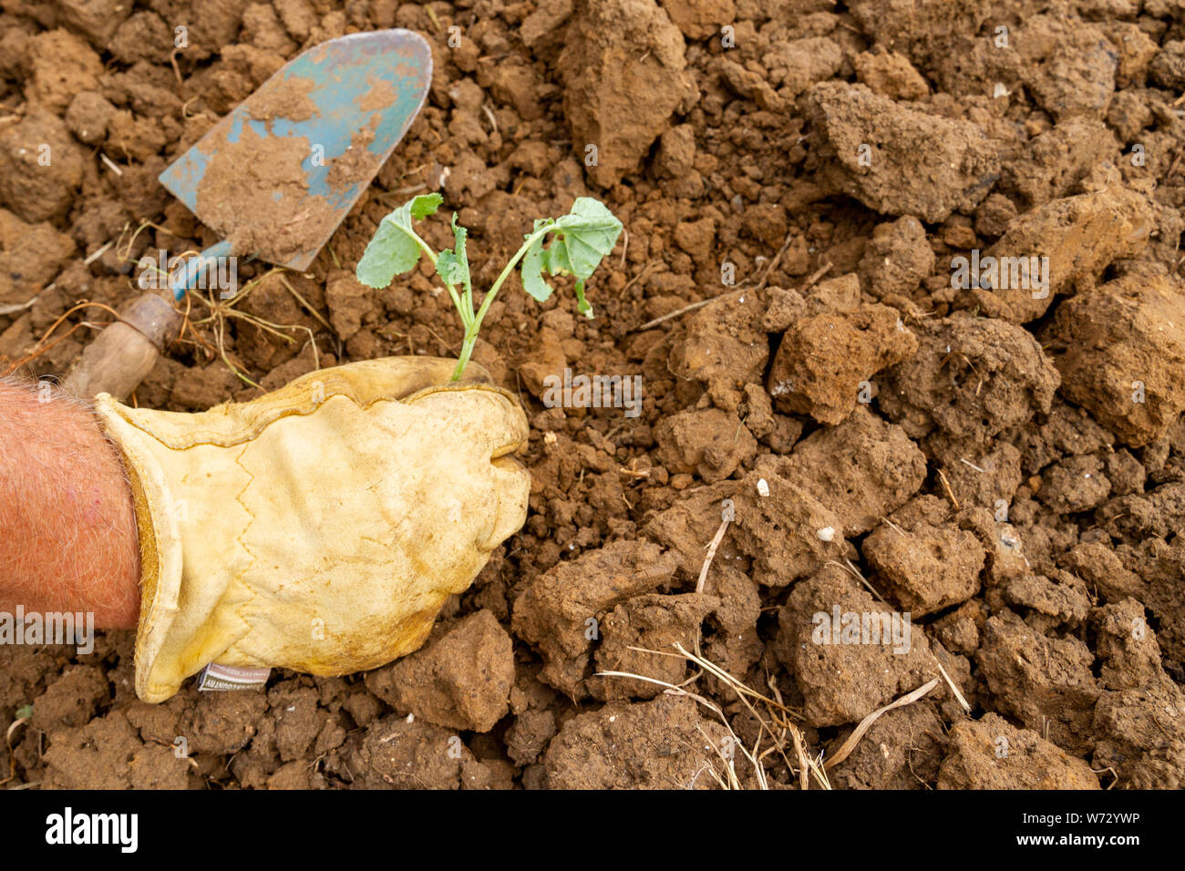 A man's hand plants a shrivelled plant into lumpy soil Stock Photo - Alamy