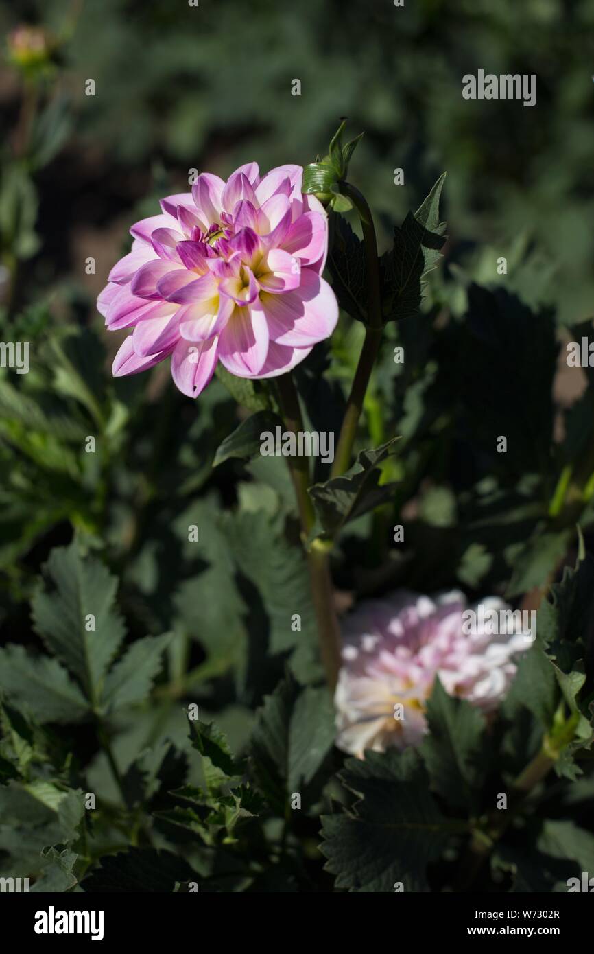Dahlia 'Lisa Lisa' at Swan Island Dahlias in Canby, Oregon, USA Stock ...