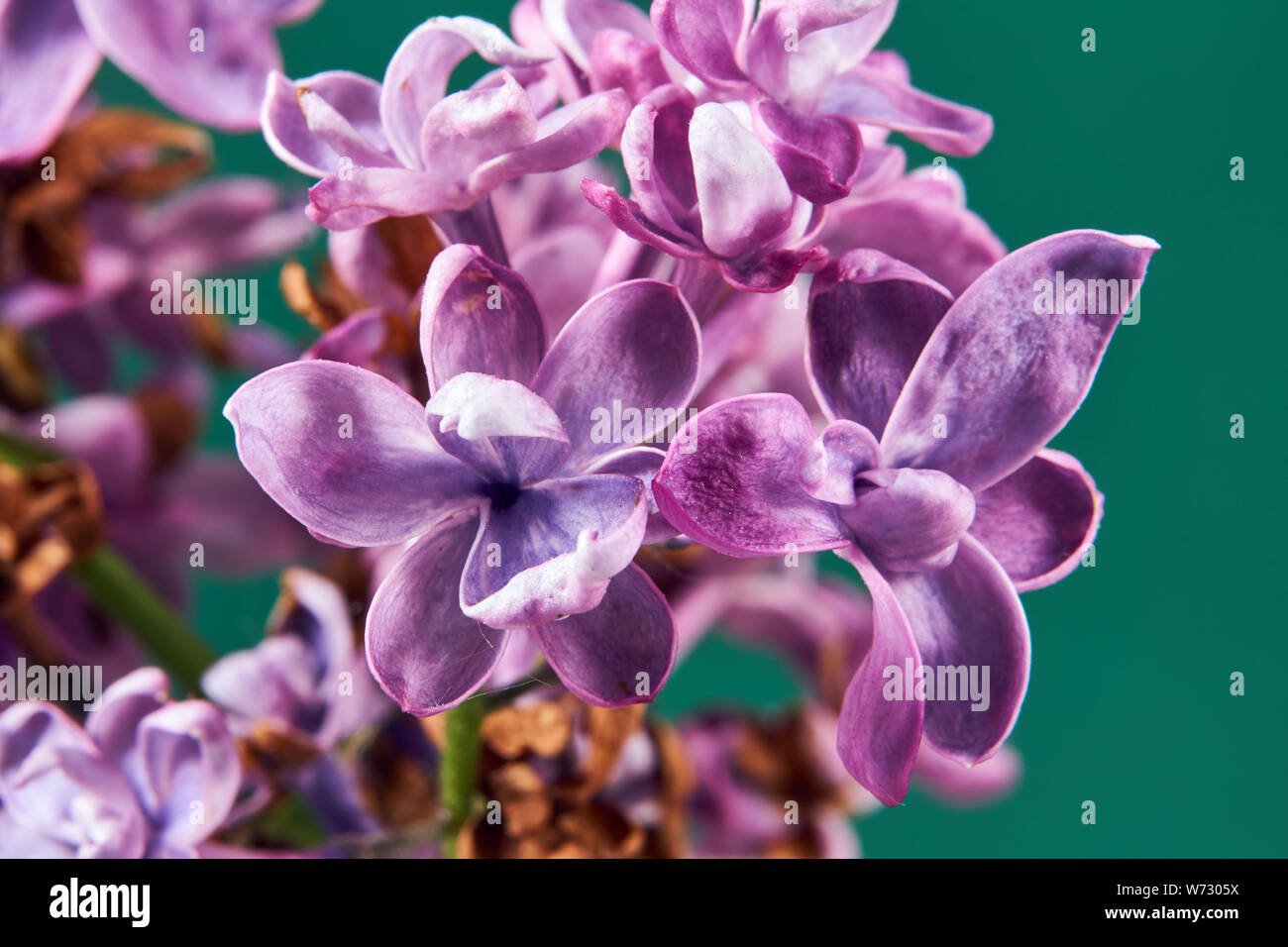 Details of beautiful lilac flowers Stock Photo - Alamy