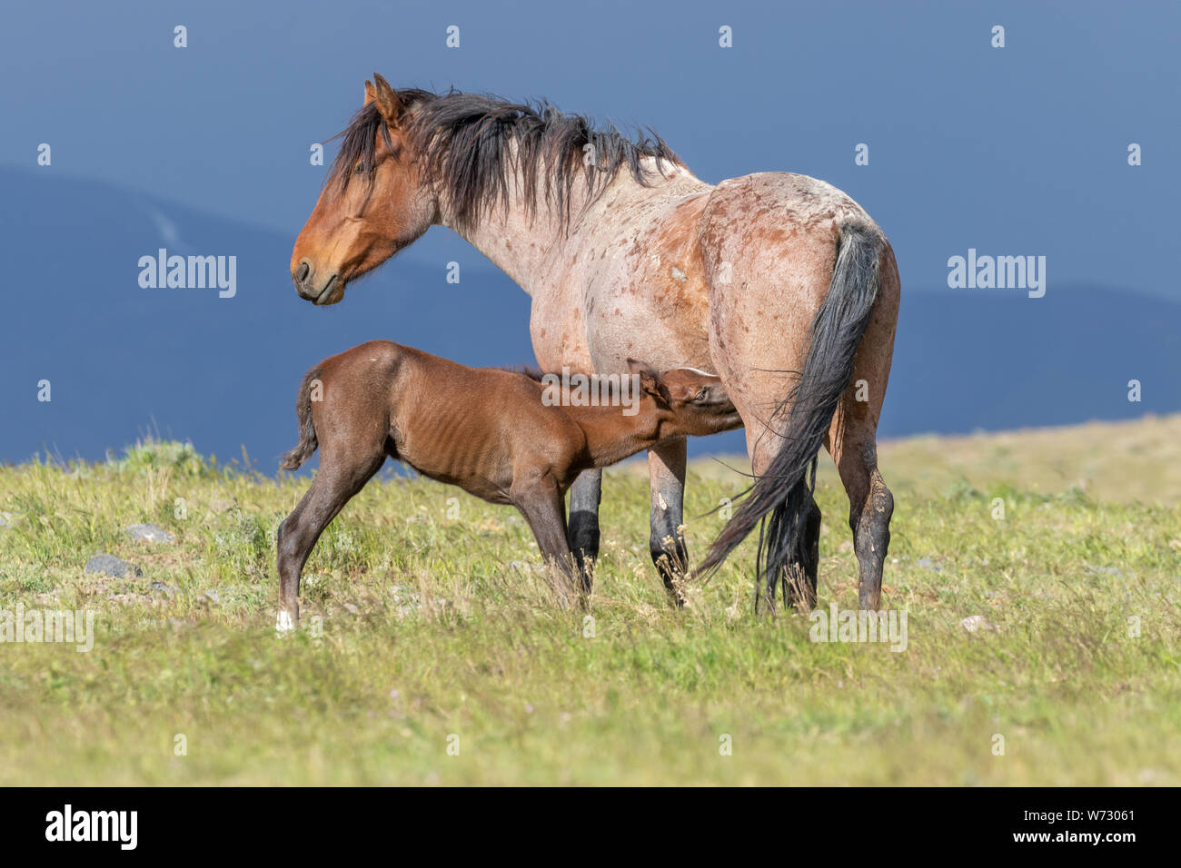 Wild Horse Mare and her Cute Foal Stock Photo - Alamy