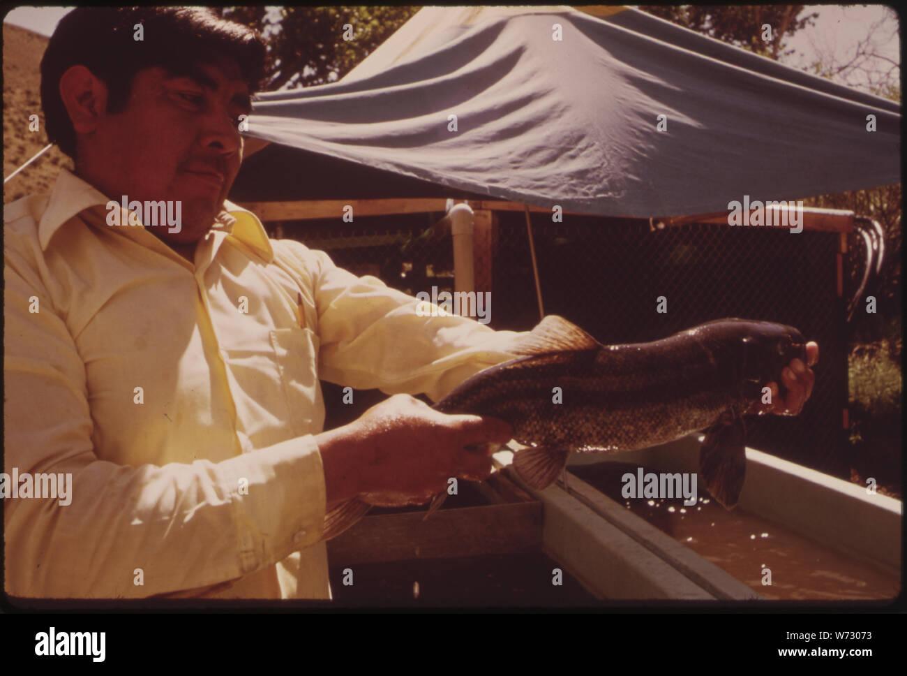 RALPH O'NEIL IS HOLDING A CUI-UI FISH AT THE HATCHERY NEAR SUTCLIFFE ...