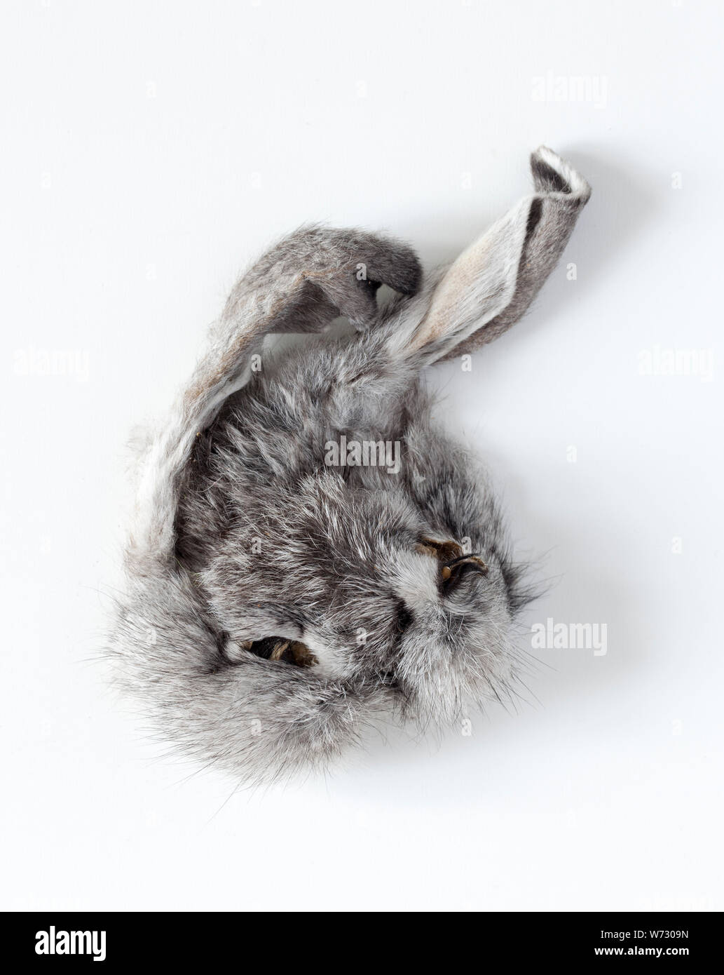 Dried and Preserved Rabbits Head on a white background Stock Photo - Alamy