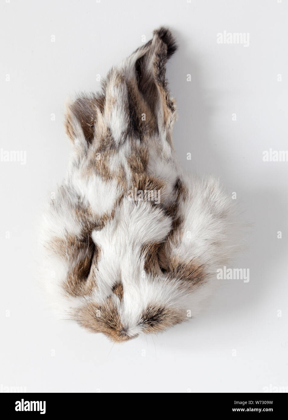 Dried and Preserved Rabbits Head on a white background Stock Photo - Alamy