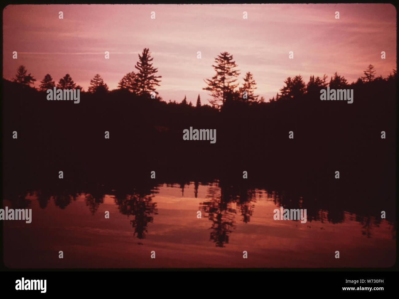 RED SPRUCE SILHOUETTED AGAINST SUNSET SKY AT TWITCHELL LAKE NORTHEAST ...