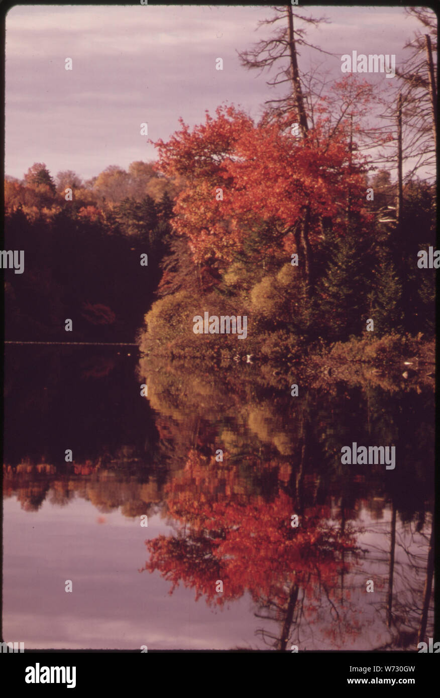 RED MAPLE REFLECTED OFF A POINT ON TWITCHELL LAKE IN THE ADIRONDACK ...