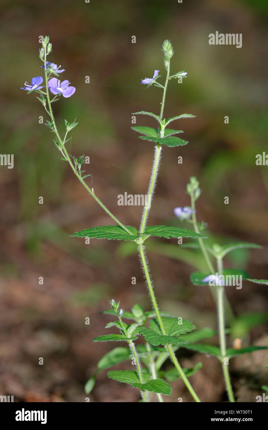 Wood Speedwell - Veronica montana Flowers and Leaves Stock Photo - Alamy