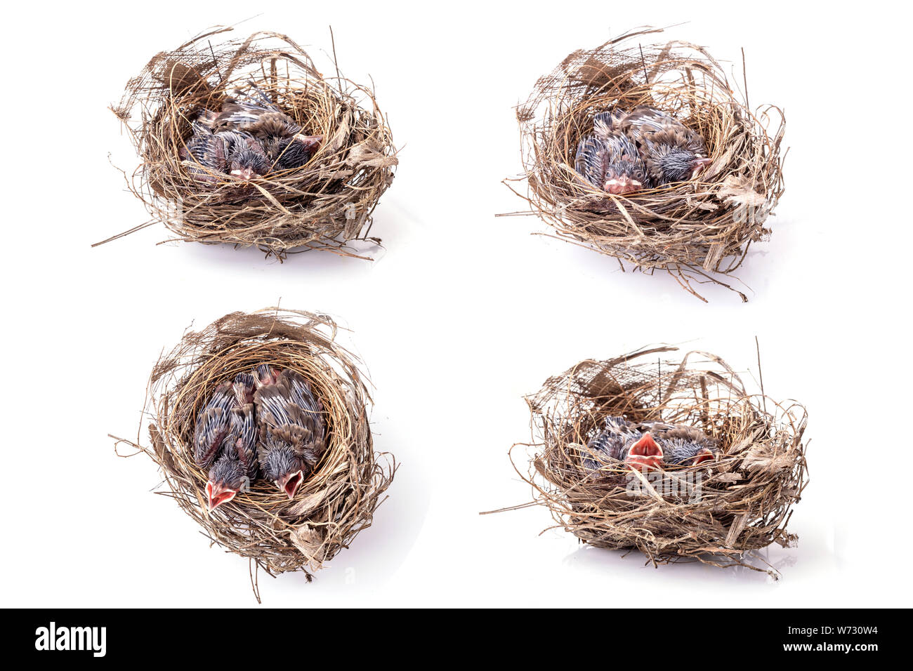 Two baby birds in nest Cut Out Stock Images & Pictures - Alamy