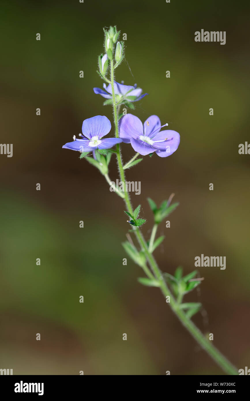 Wood Speedwell - Veronica montana Three Flowers and Buds Stock Photo ...