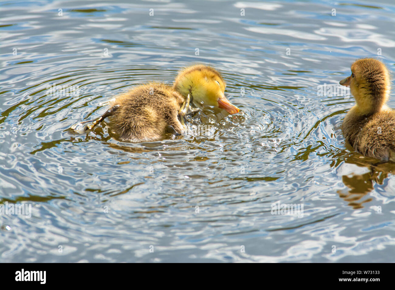 Ducklings canada hi-res stock photography and images - Alamy