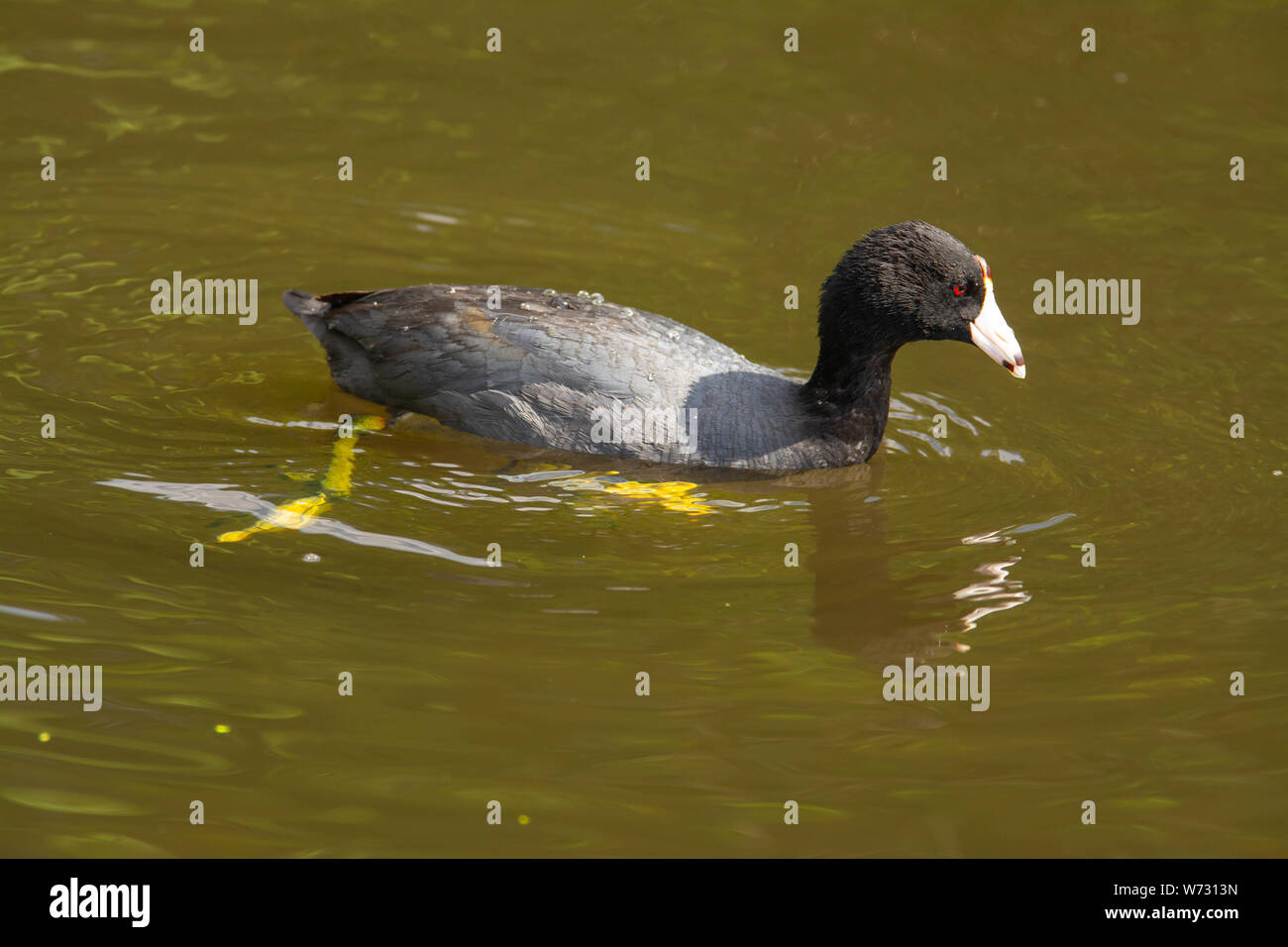 American coot family hi-res stock photography and images - Alamy