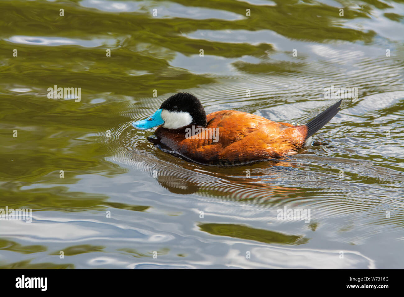 The blue billed ruddy duck, Oxyura jamaicensis, swimming in a pond in ...