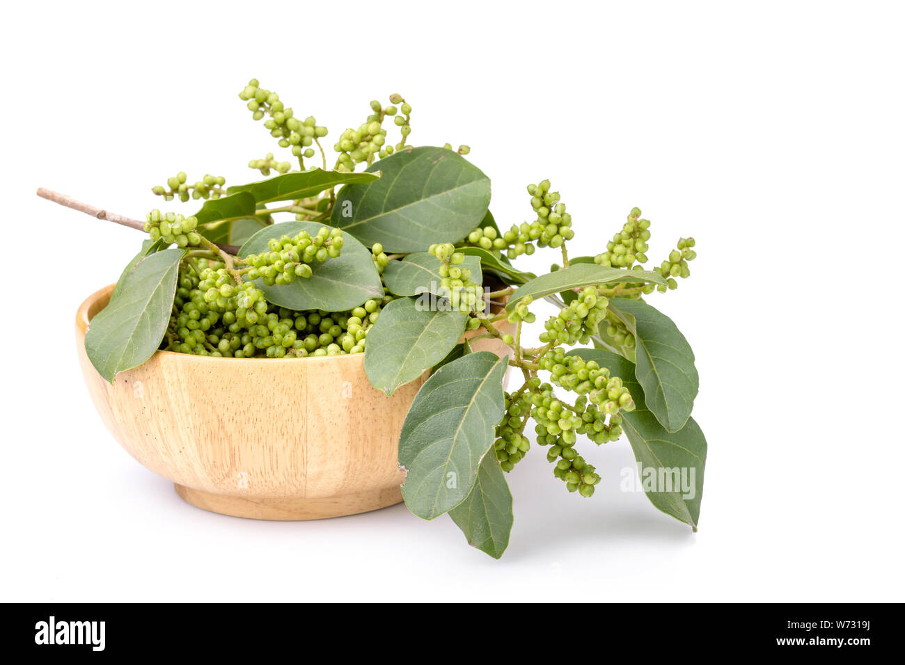 Young green of Thai Blueberry (Thai local fruit), Maoberry or Antidesma ...