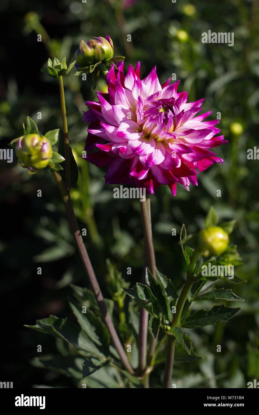 Enchantress dahlia hi-res stock photography and images - Alamy