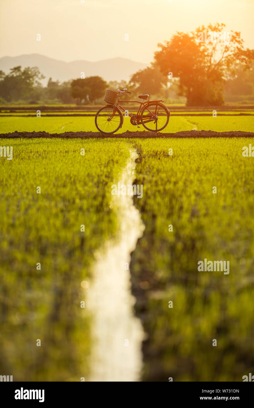 Red Japan style classic bicycle at view of green rice field in sunset ...