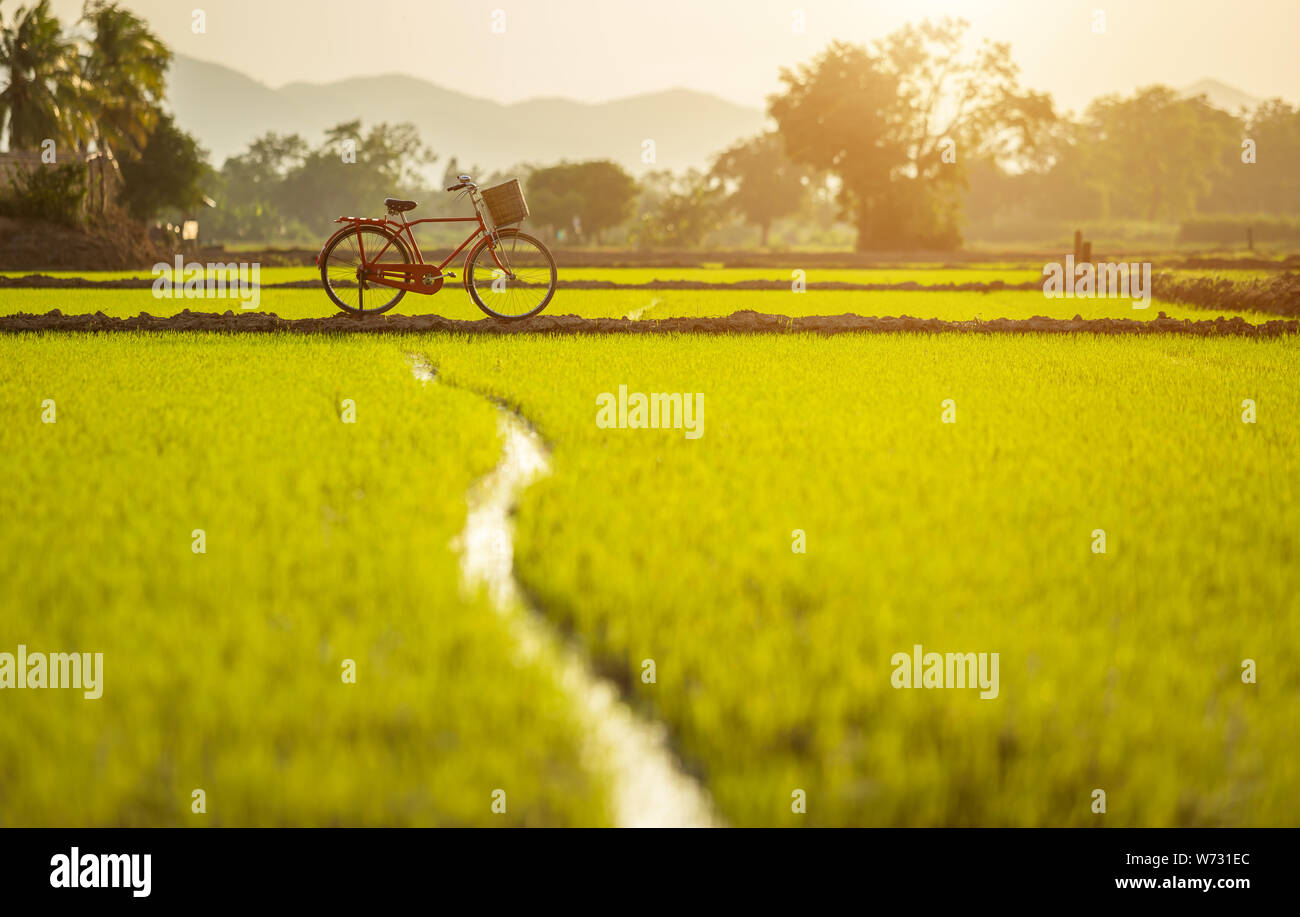 Red Japan style classic bicycle at view of green rice field in sunset ...