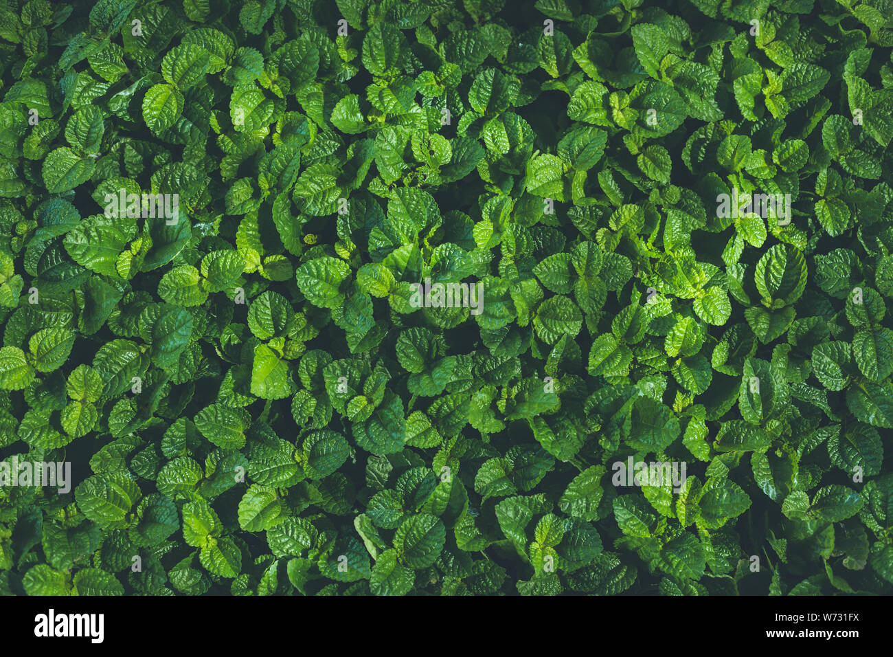 Top view of leaf small plant in garden. For texture and background ...