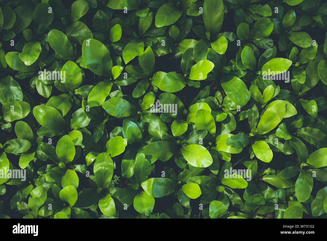 Top view of leaf small plant in garden. For texture and background ...