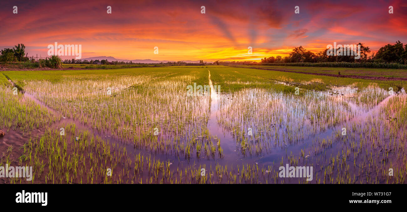 Panorama landscape of young green rice field and beautiful sky sunset ...