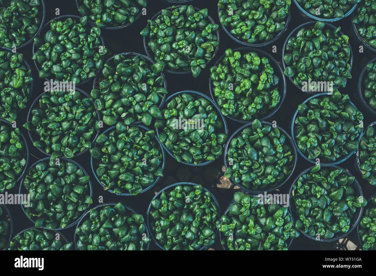 Top view of leaf small plant in garden. For texture and background ...