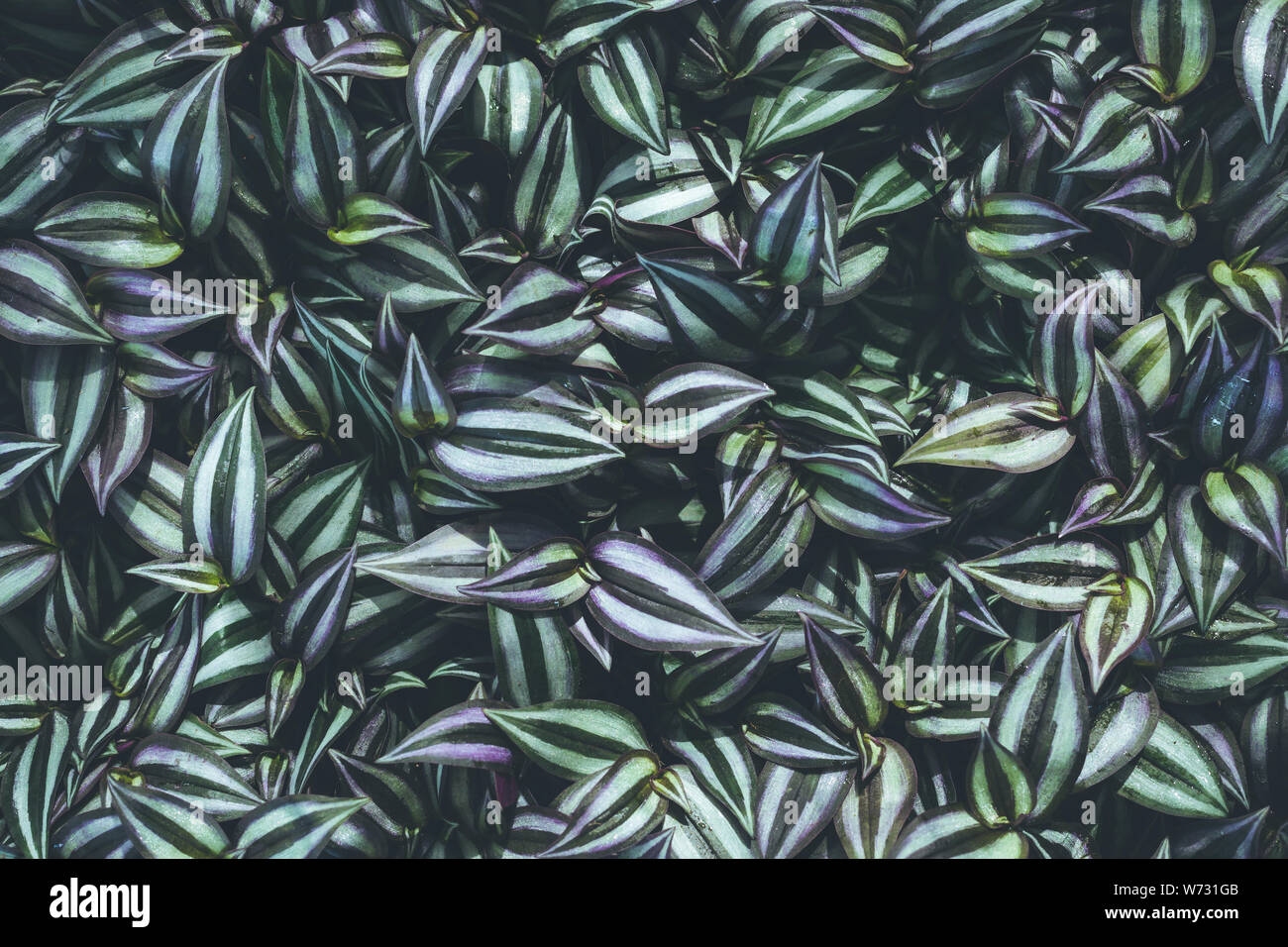 Top view of leaf small plant in garden. For texture and background ...