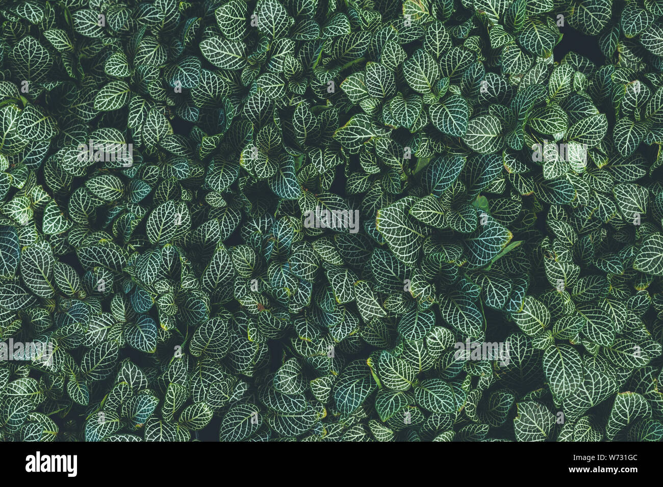 Top view of leaf small plant in garden. For texture and background ...